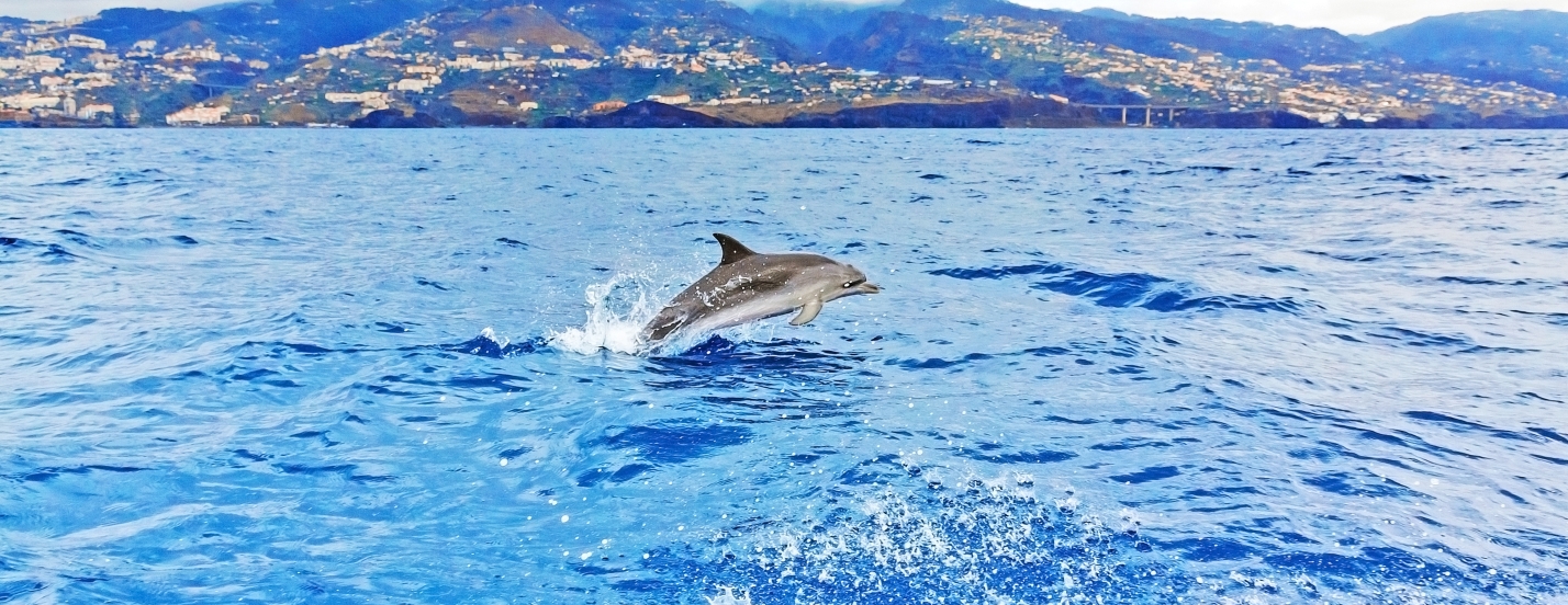 Wal- und Delfin-Beobachtung