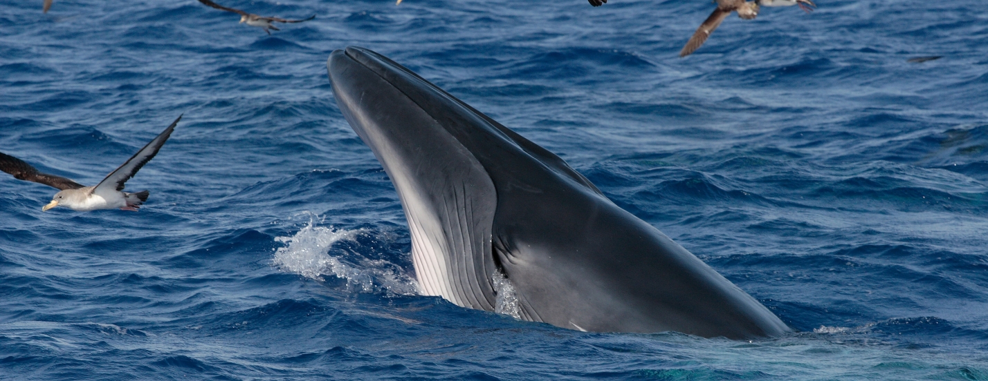 Wal- und Delfin-Beobachtung
