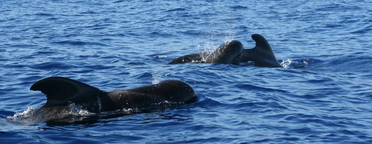 Wal- und Delfin-Beobachtung