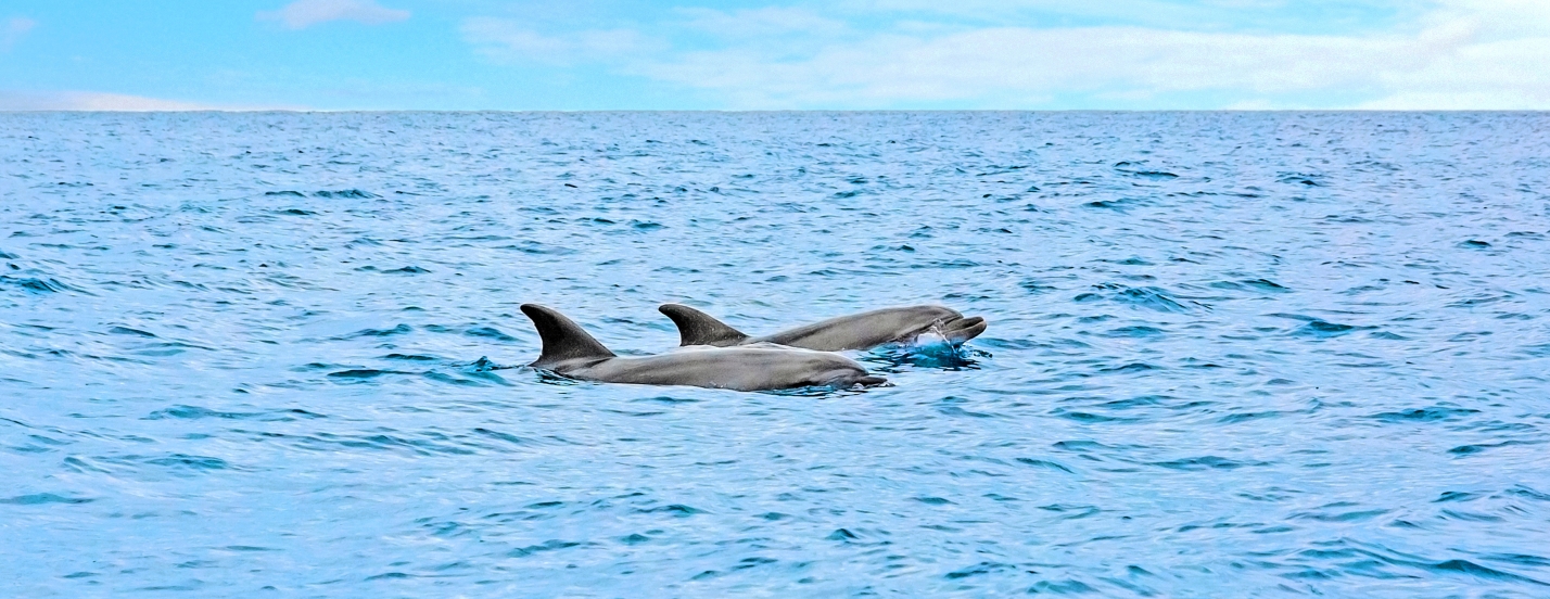 Wal- und Delfin-Beobachtung